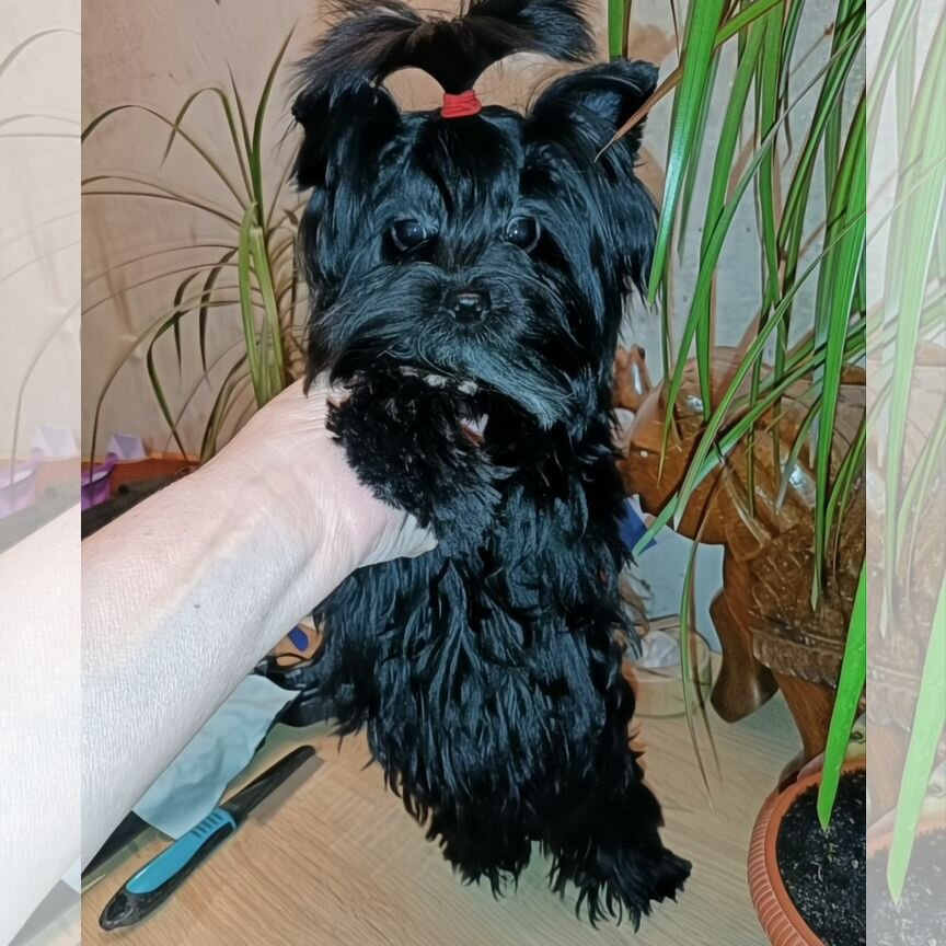 Йоркширский терьер, щенок