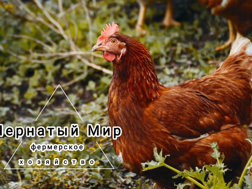 Куры несушки