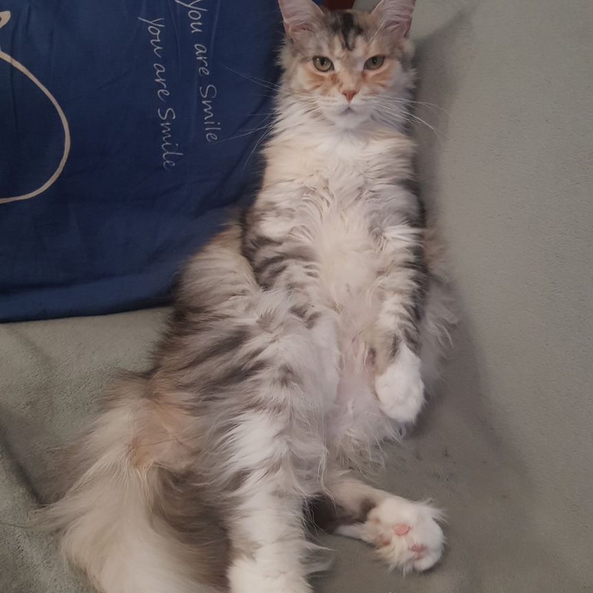 Кошка Мэйн - кун