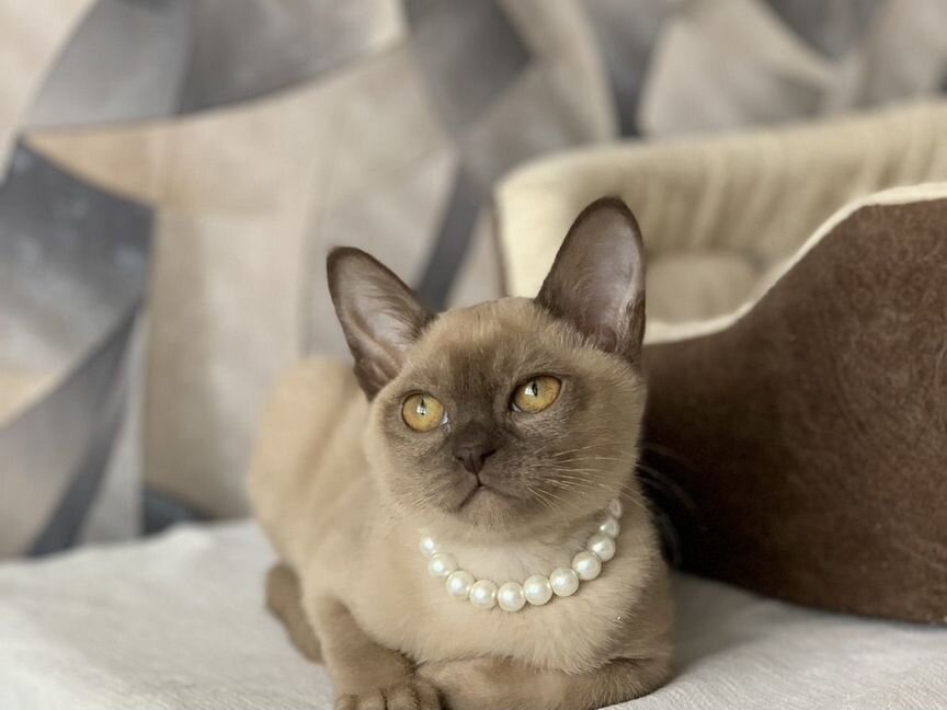 Бурманское чудо