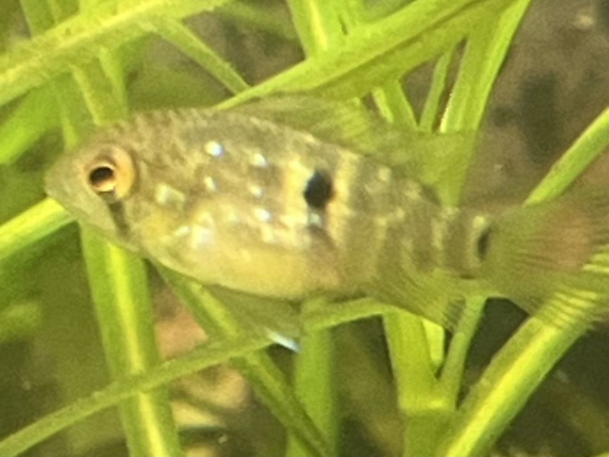 Цихлиды бесплатно