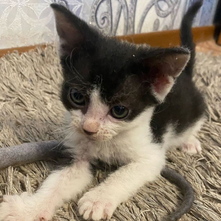 Канадский сфинкс котёнок