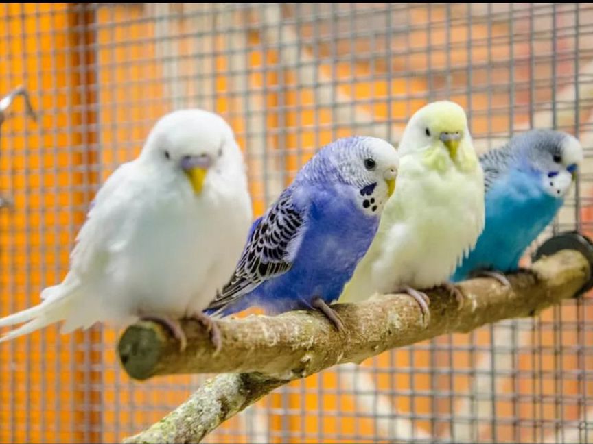 Молодые волнистые попугаи опт и розница