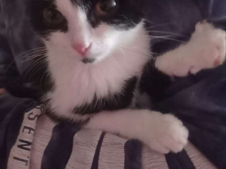 Котенок нуждается в доме