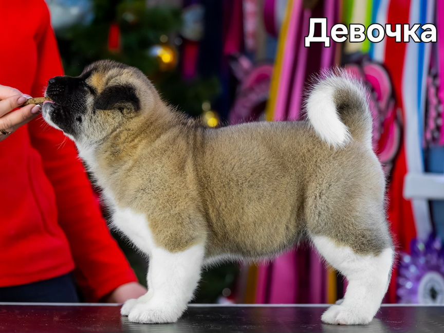 Щенки Американской акиты