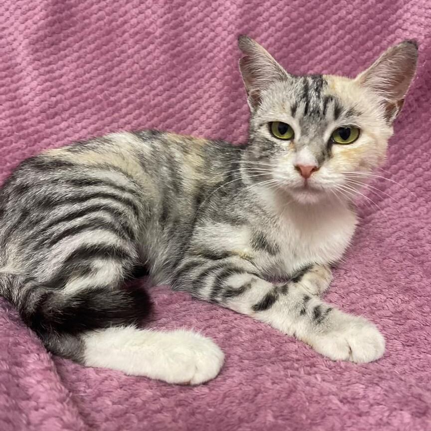 Стапенида кошечка, около 1 года