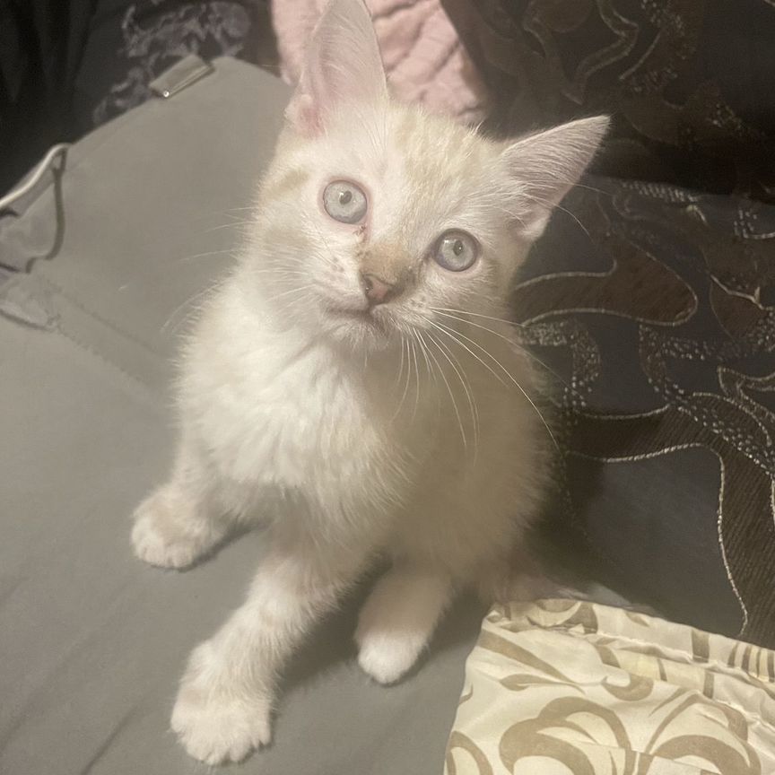 Тайский котёнок