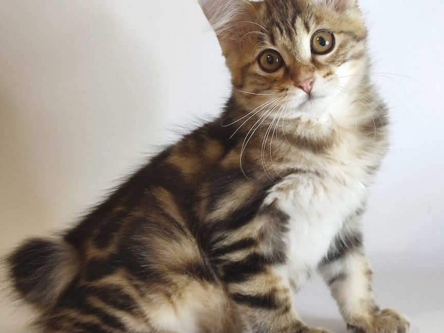 Золотой котёнок породы курильский бобтейл