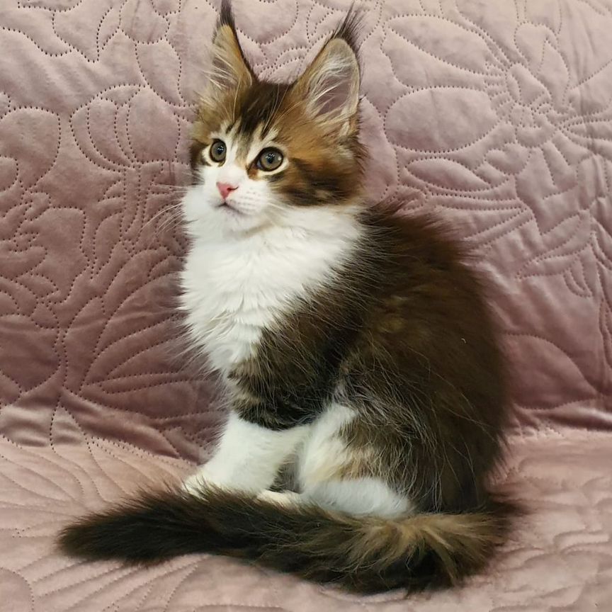 Мейн-кун котёнок