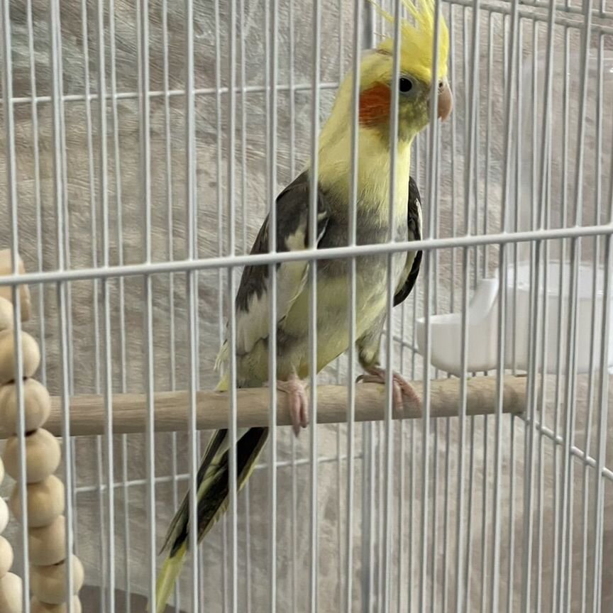 Попугай корелла с клеткой