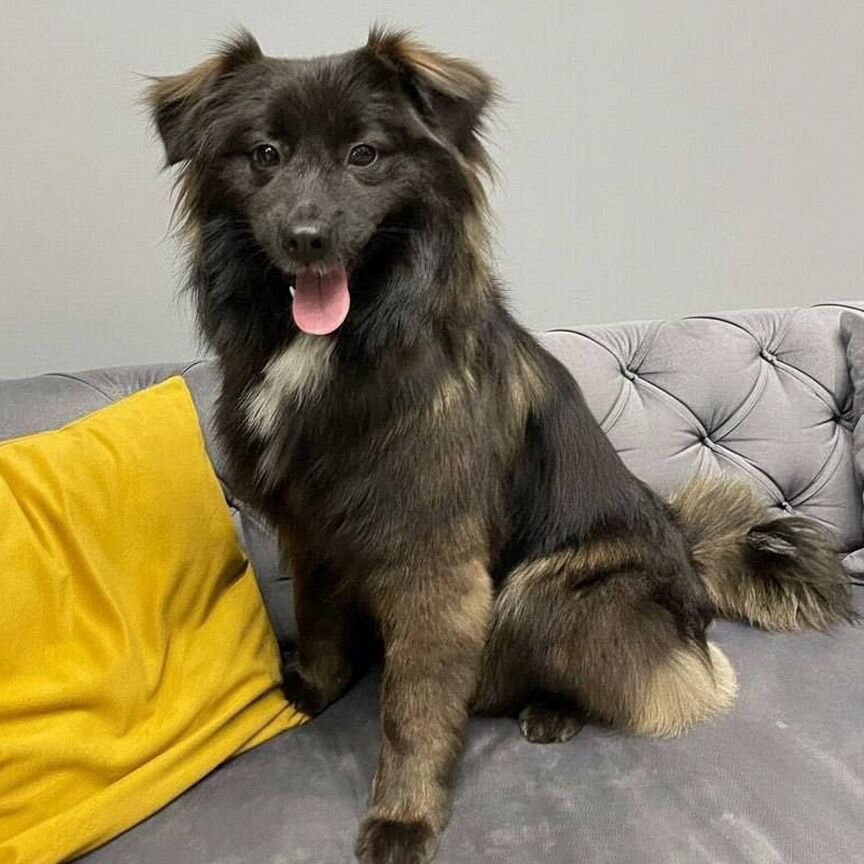 Взрослая собака в добрые руки