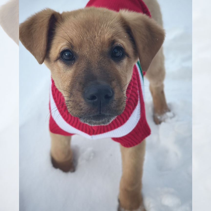 Щенок в добрые руки