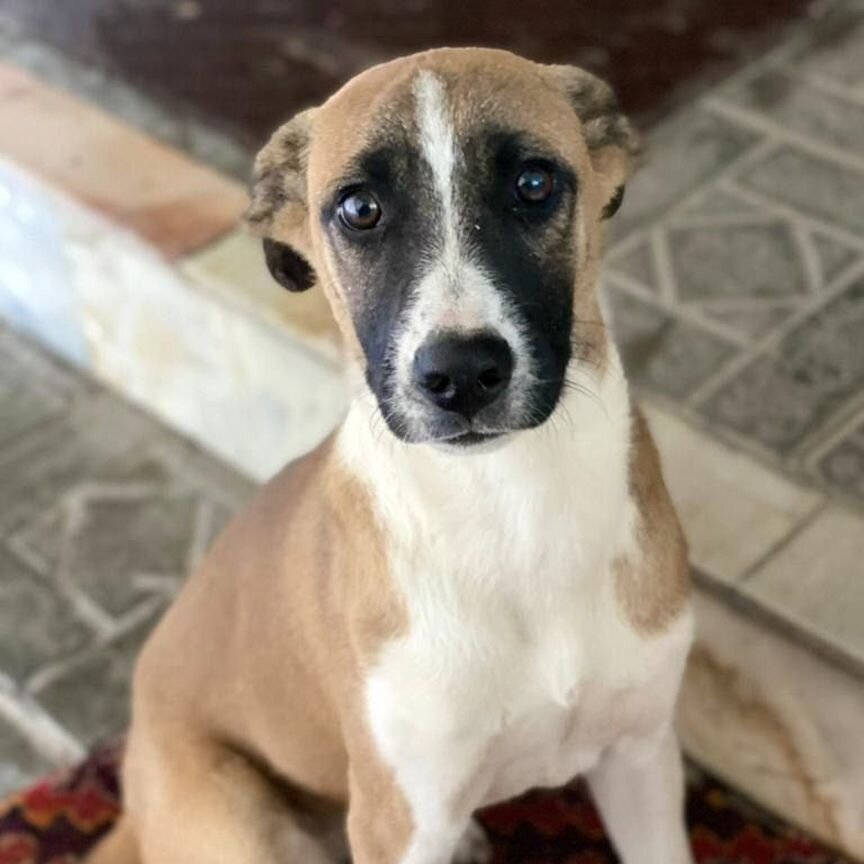 Собака в добрые руки