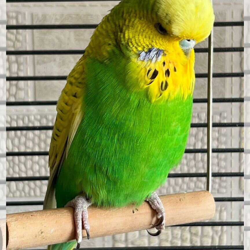 Волнистый попугай спенгл
