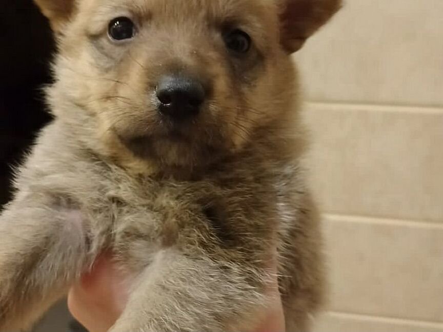 Щенки немецкой овчарки помесные