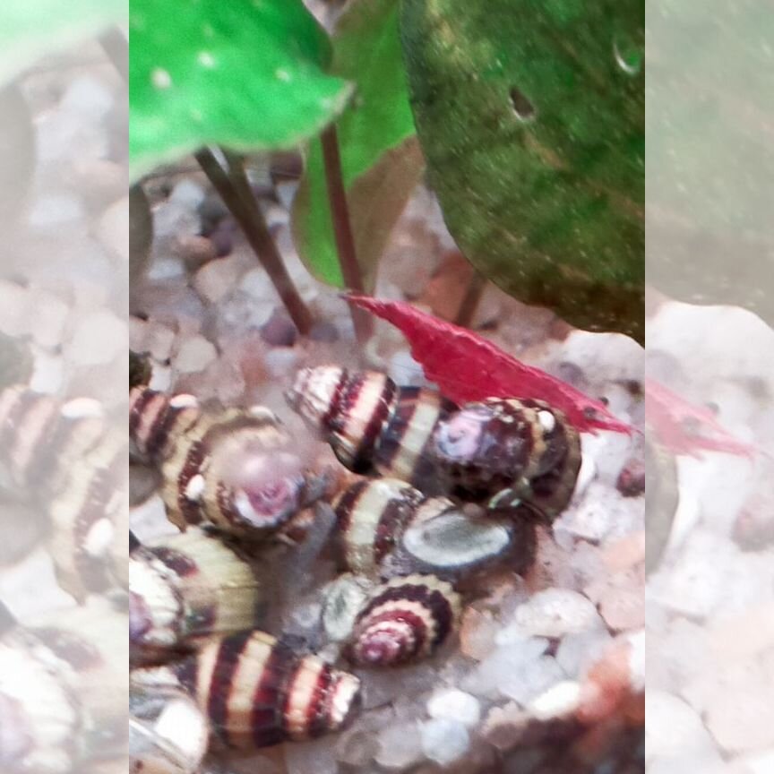 Улитка Хелена