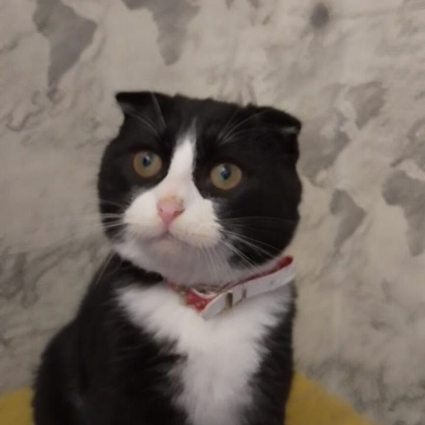Котенок шотландец вислоухой