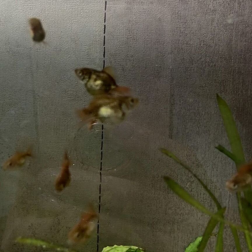 Мальки золотых рыбок (сюрприз)