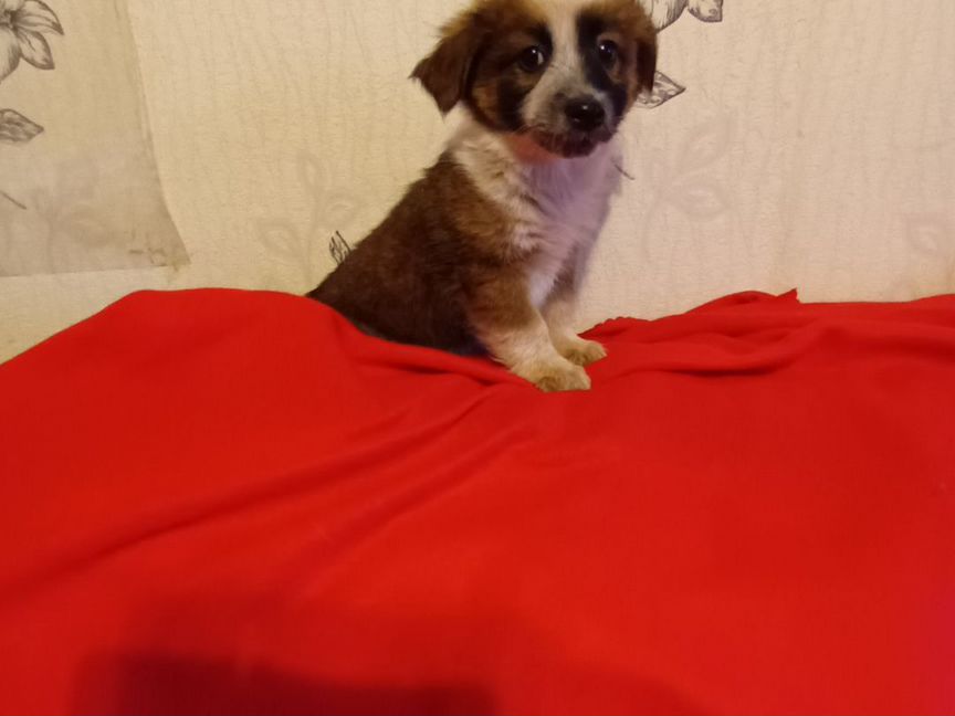 Щенок в добрые руки