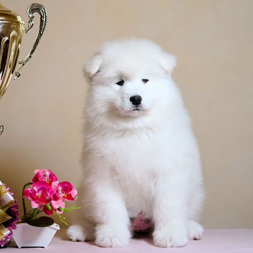 Самоедская собака, щенок