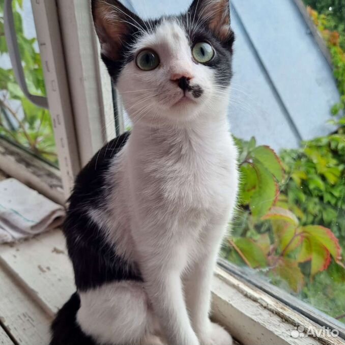 Котенок, который умеет дружить