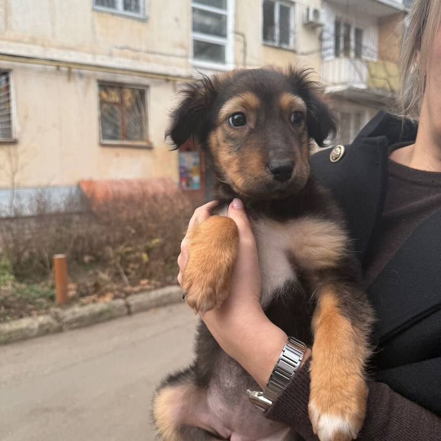 Щеночки бесплатно