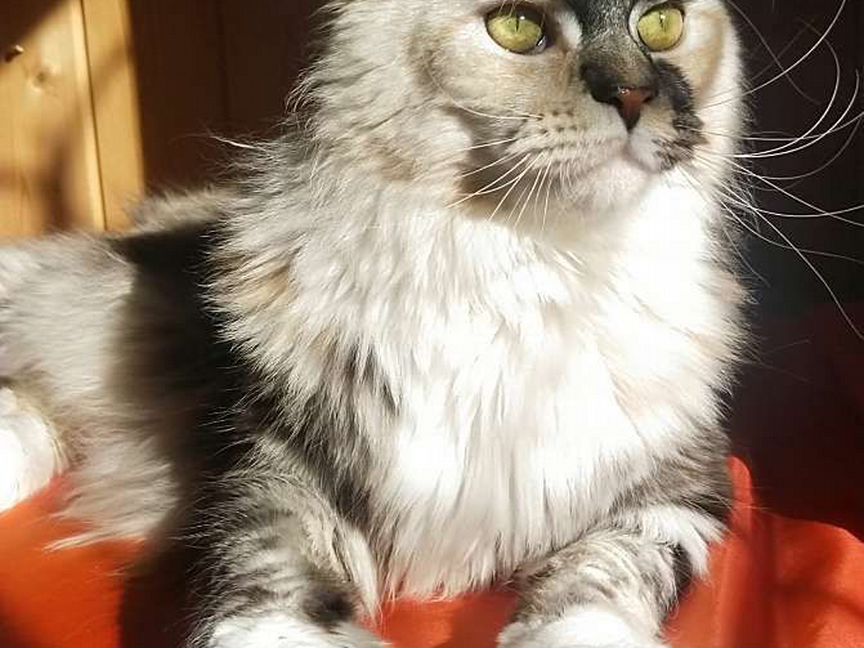 Котята Мейн-Кун Полидакт Питомник