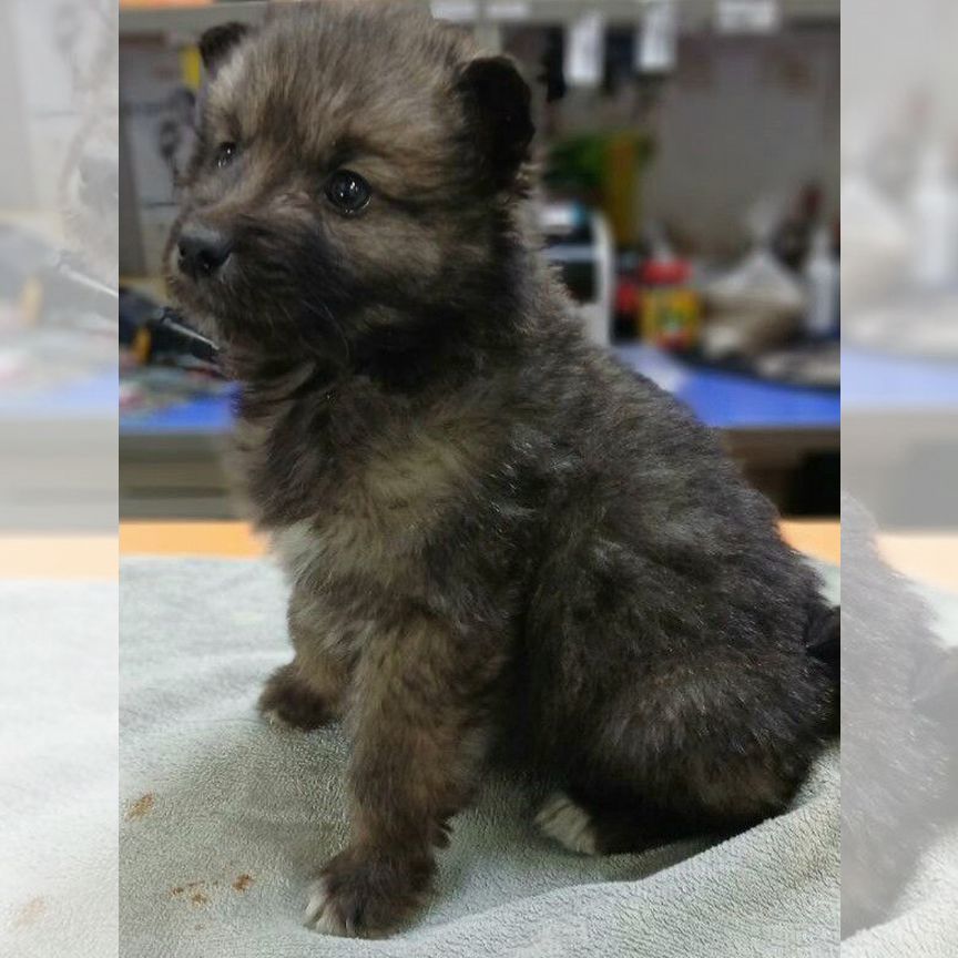 Щенок в добрые руки