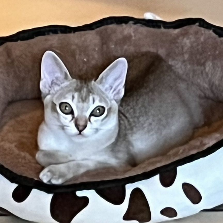 Девочка сингапура