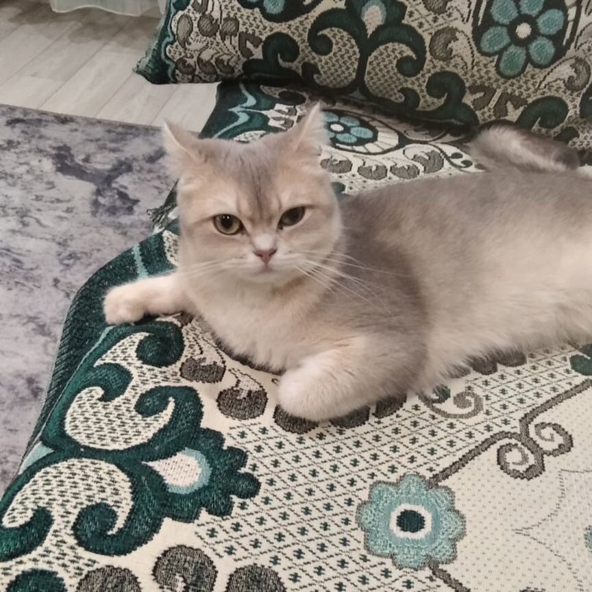 Кошка британка