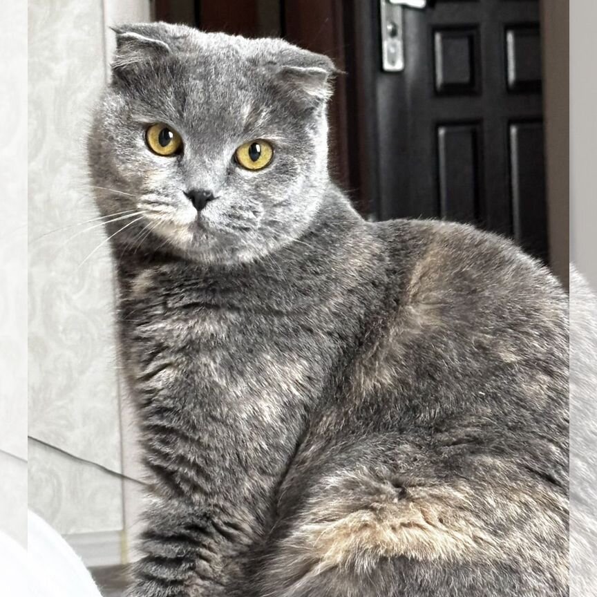 Британская кошка