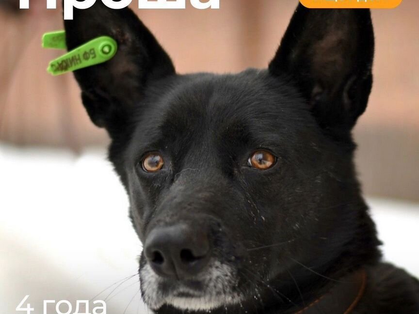 Проша в добрые руки