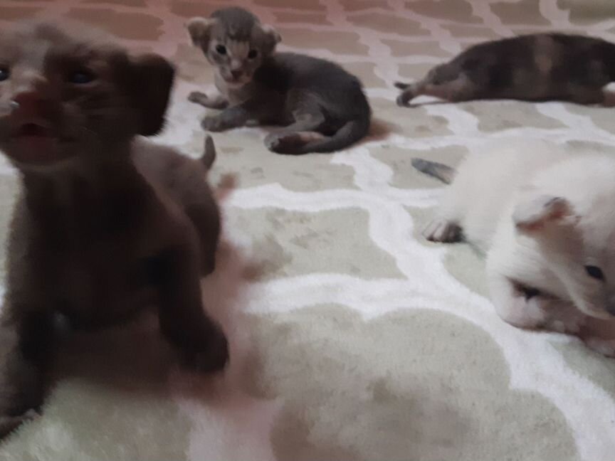 Ориентальные котята
