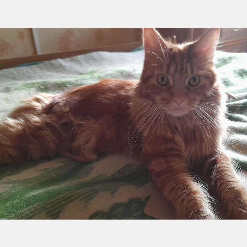 Кошка мэйкун