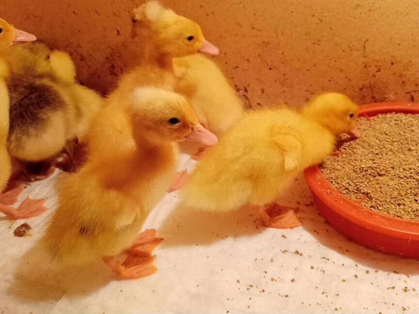 Утята индийский бегунок