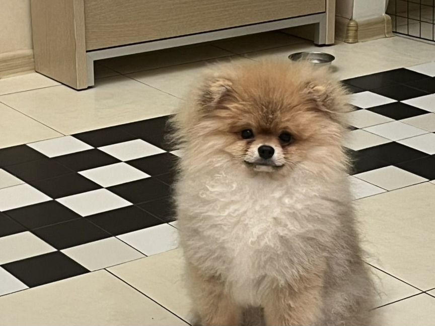 Померанский шпиц медвежьего типа