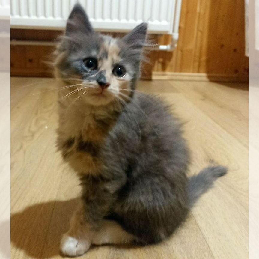 Котёнок от частного владельца