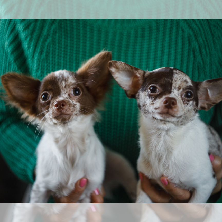 Чихуахуа мраморные мальчики(привиты)