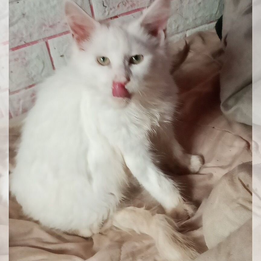 Мейн-кун котёнок