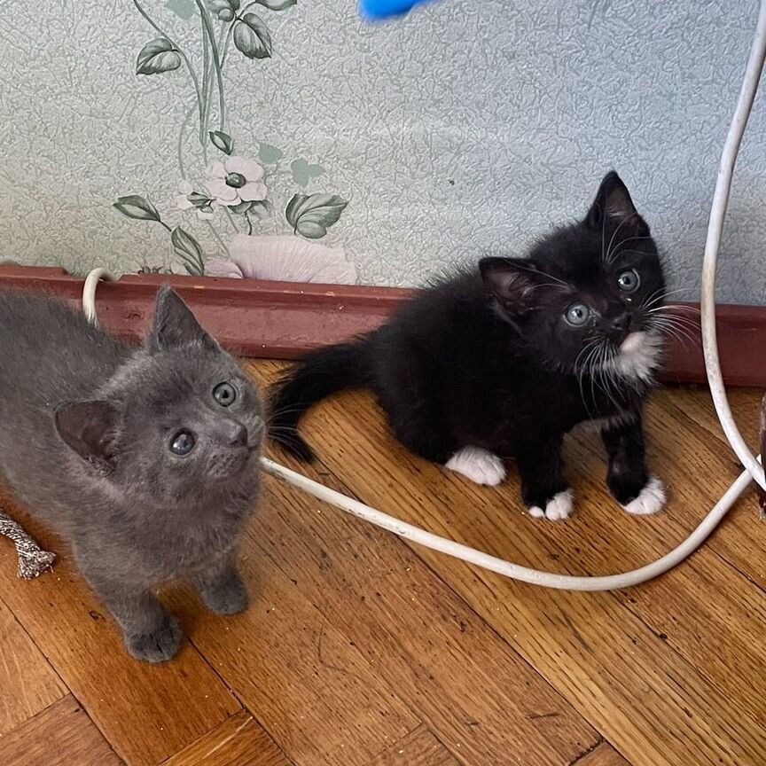 Котята в добрые руки мальчики