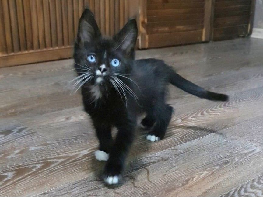 Синеглазый котик