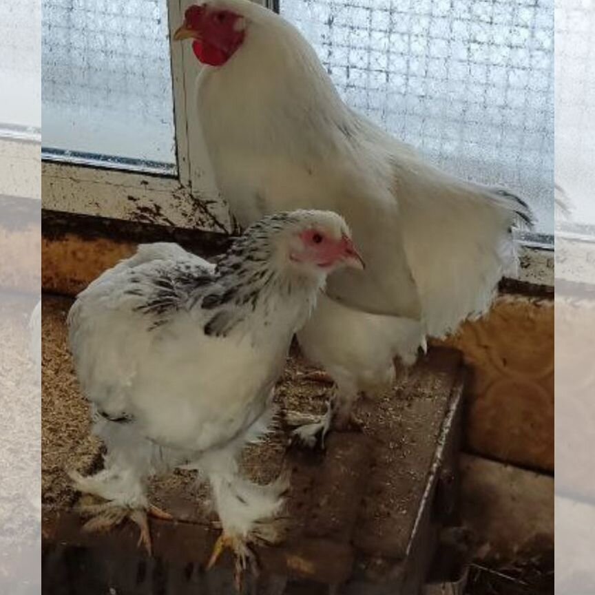 Брама курица, петух