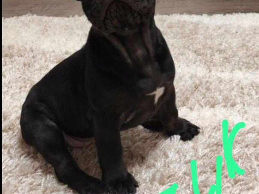 Французский бульдог щенки