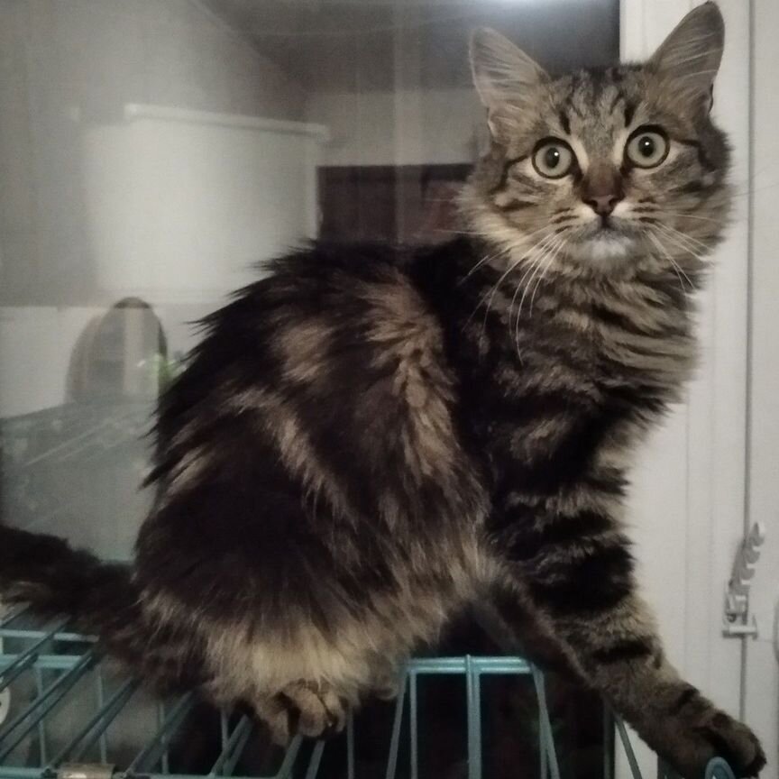 Котенок котик Гурзуф