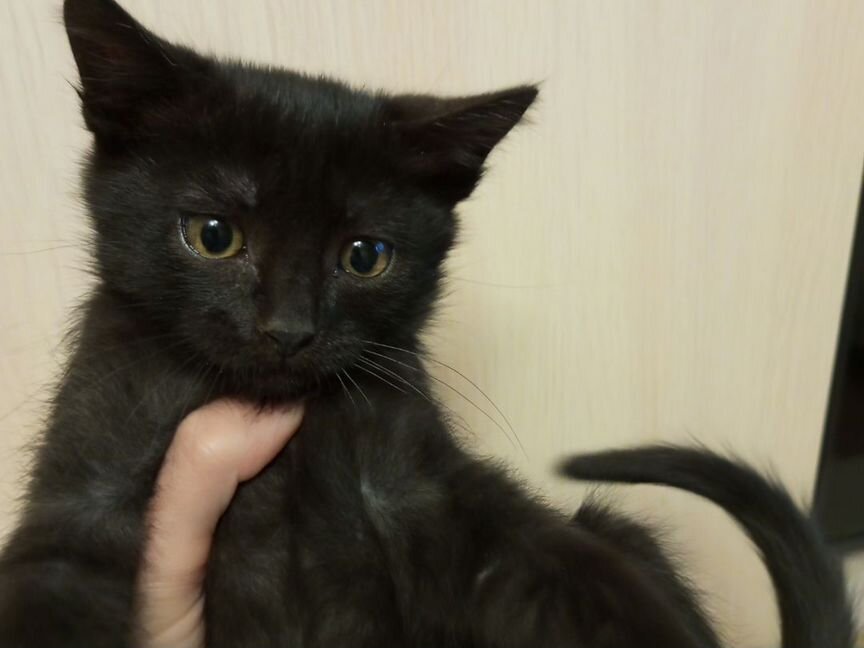 Котенок, мальчик, ответственному человеку