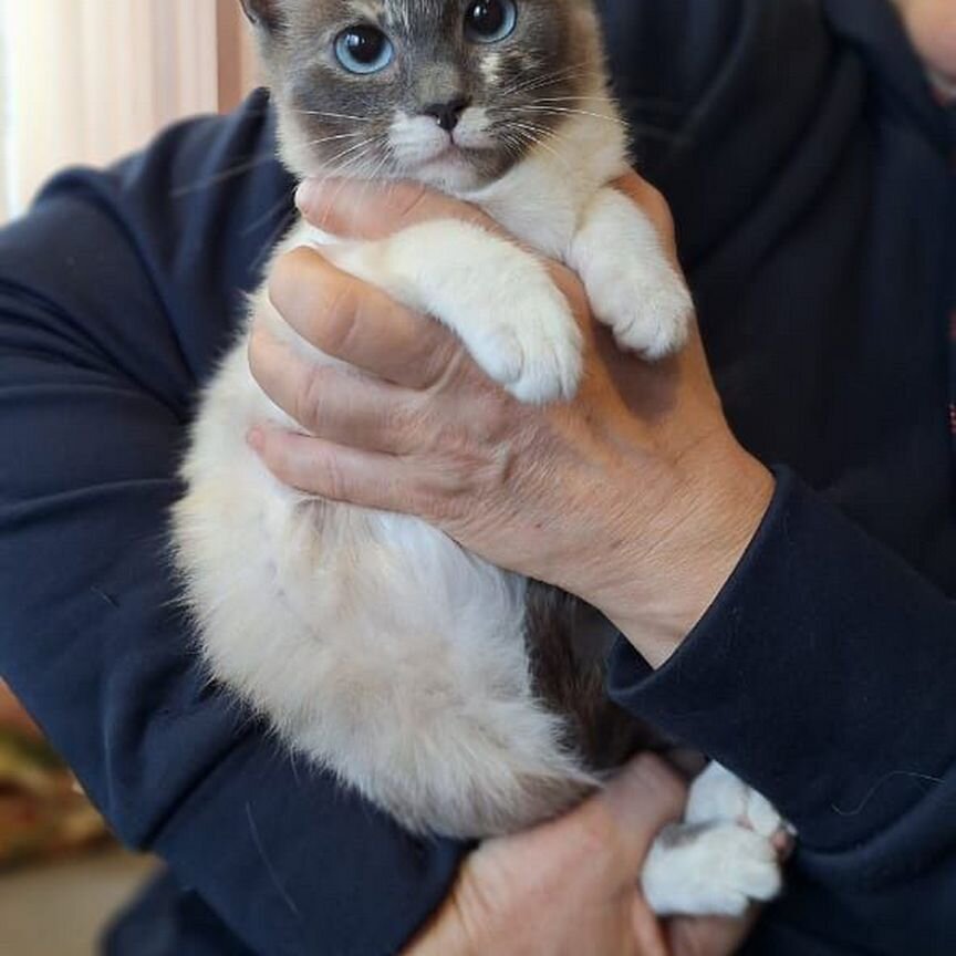 Тайский котенок