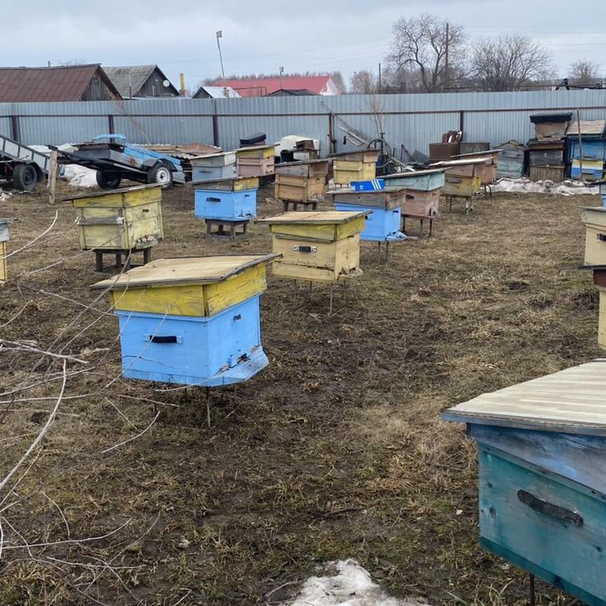 Пчеловодство