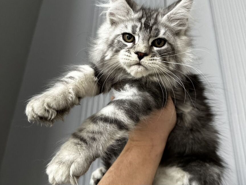 Котик мейн кун черный серебристый мраморный