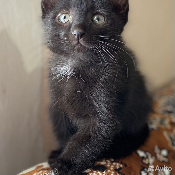 Кошечка 2мес
