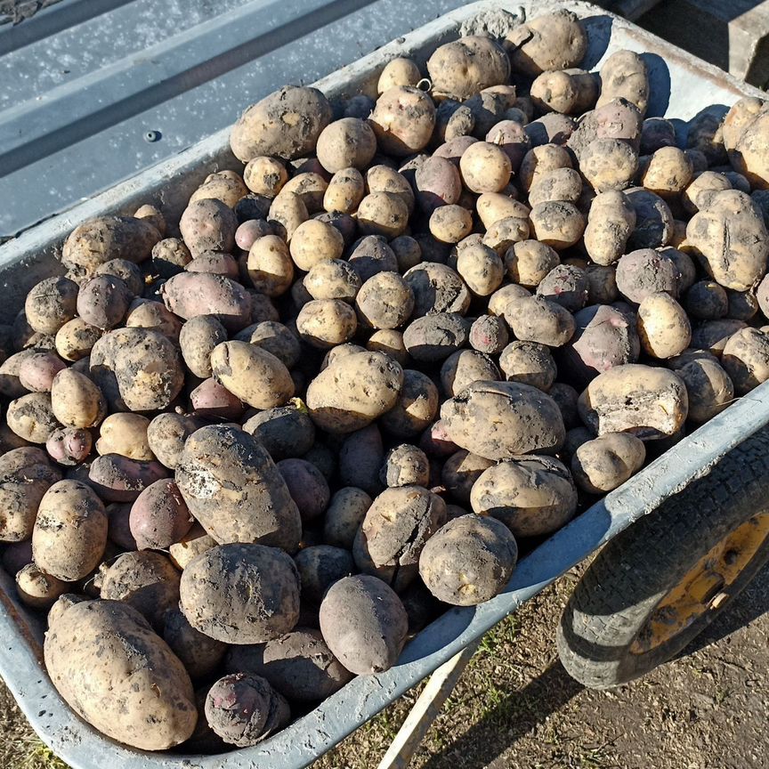 Продам картофель на корм скоту